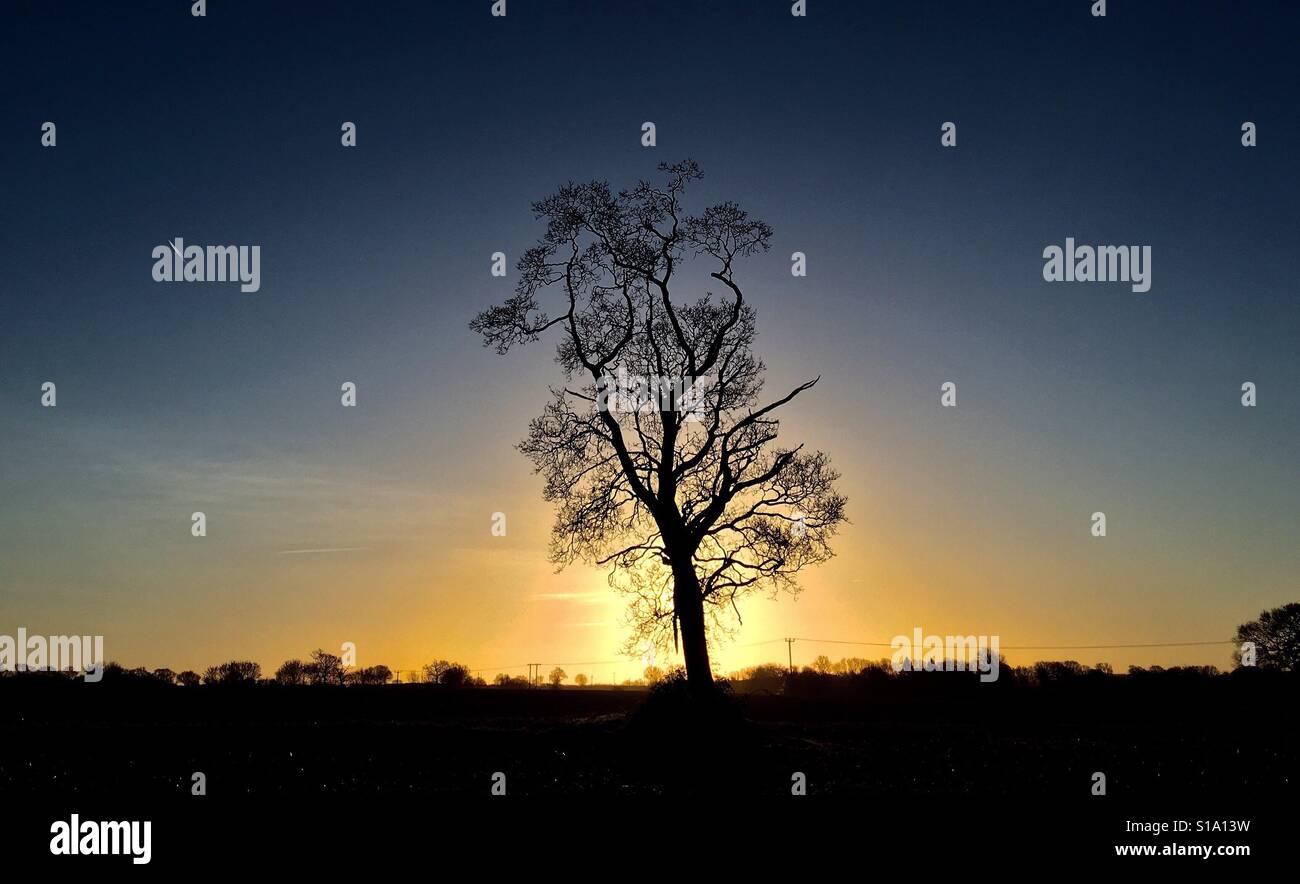 Beautiful tree silhouette at sunrise across the Suffolk/Essex border uk ...