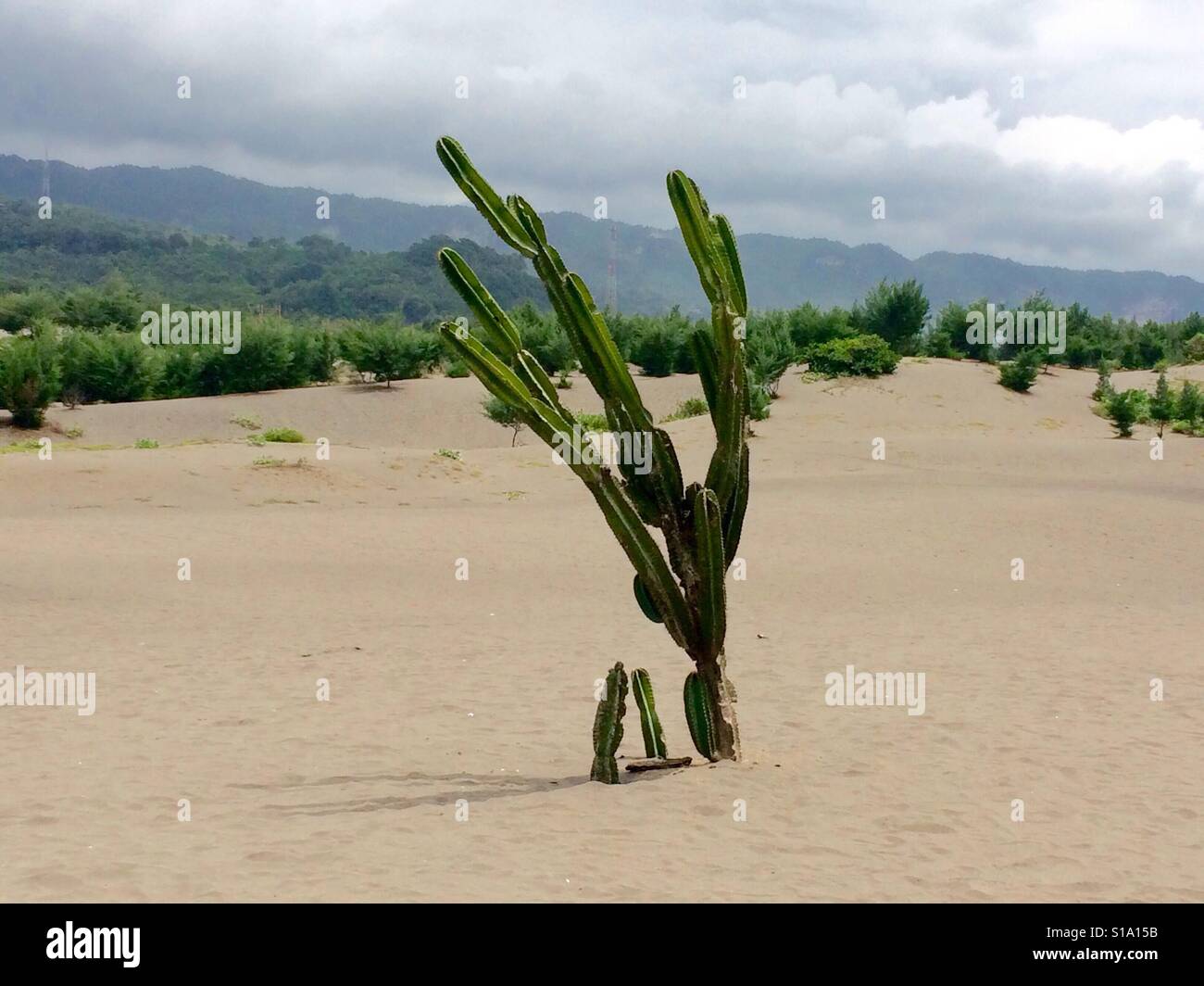 Cactus Family High Resolution Stock Photography and Images - Alamy