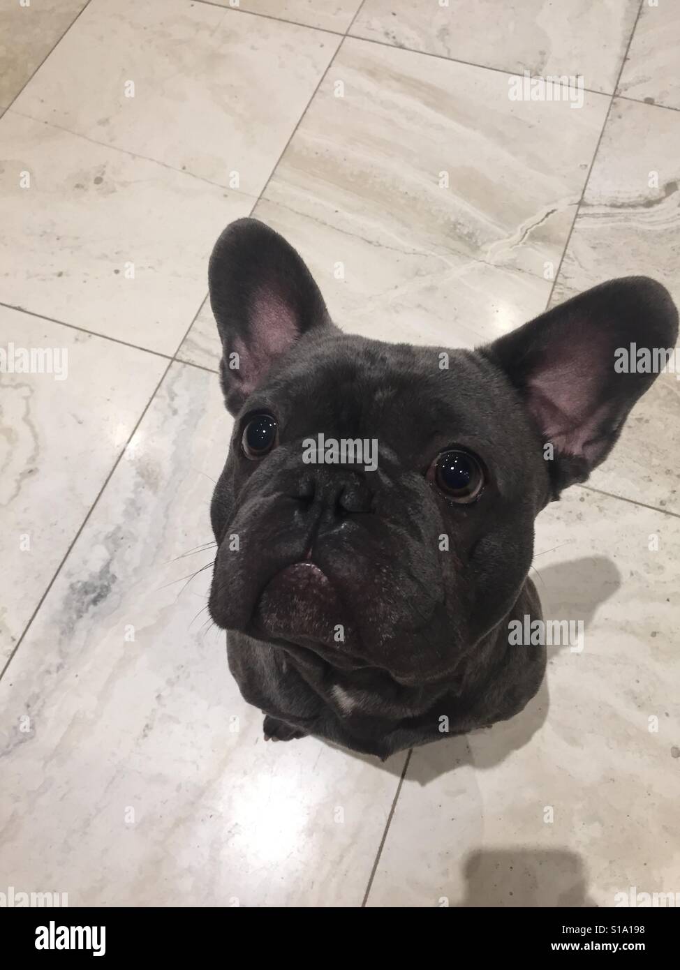 Snuffler hi-res stock photography and images - Alamy