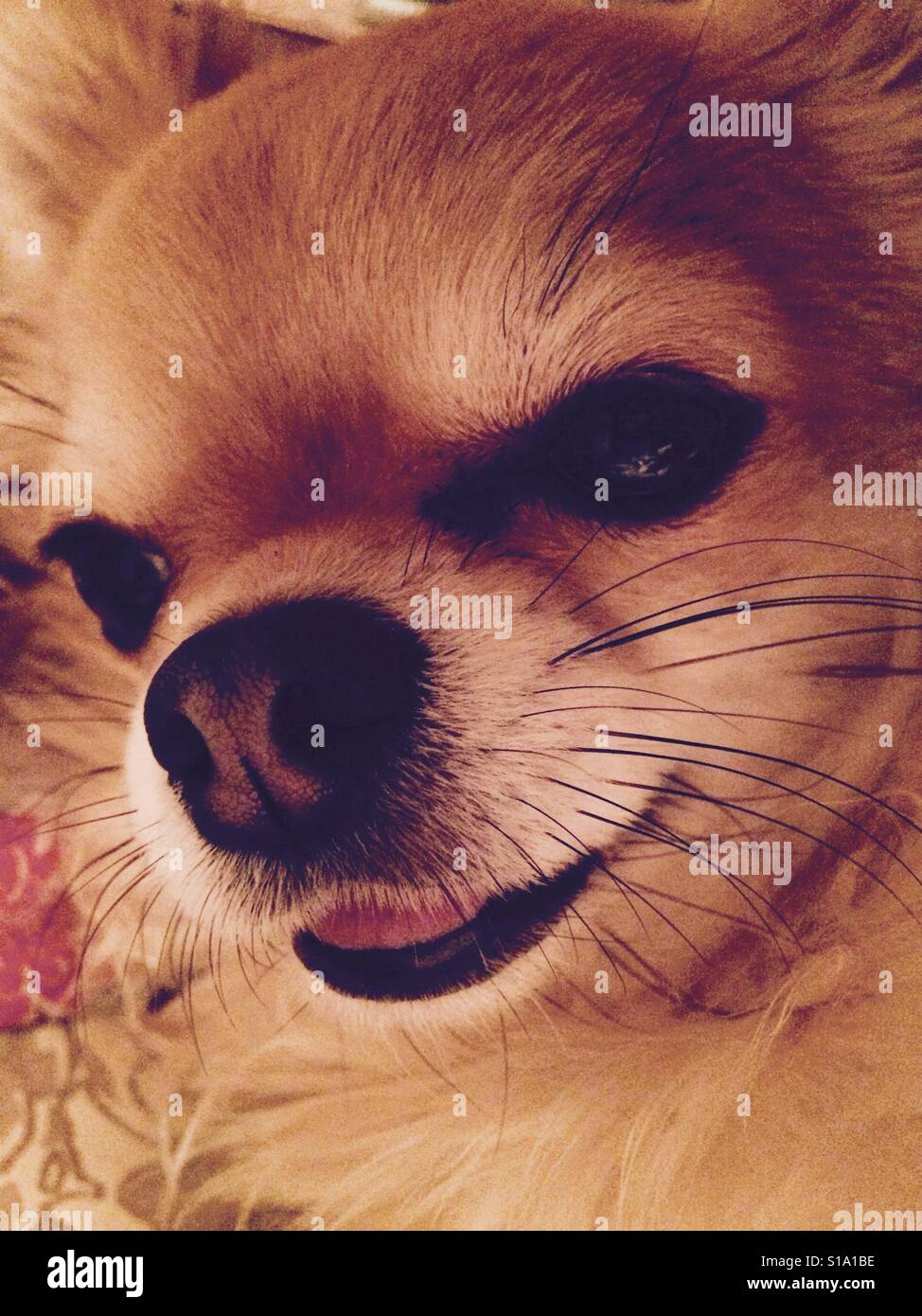 Smiling chihuahua hi-res stock photography and images - Alamy