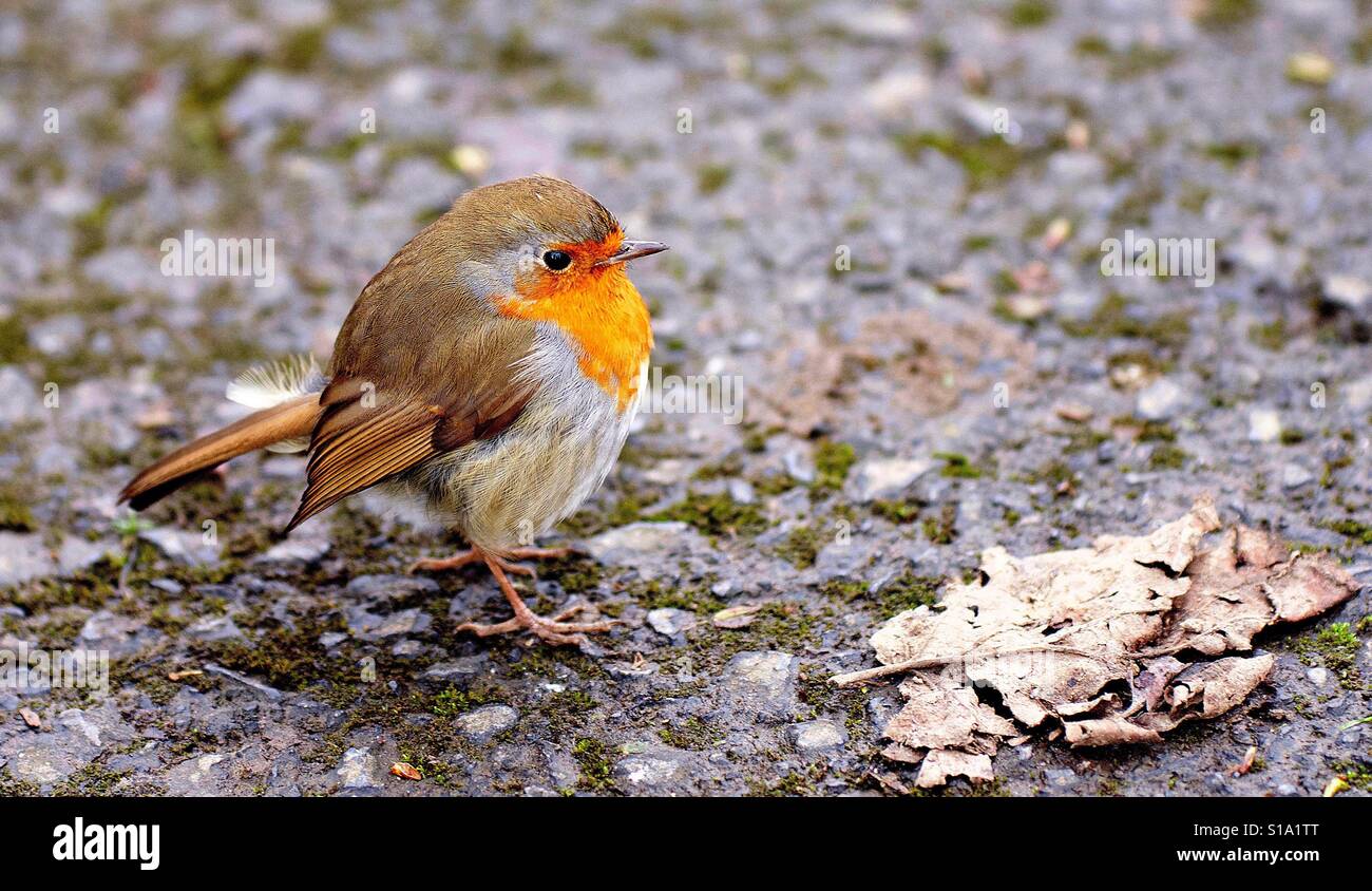Lonely robin hi-res stock photography and images - Alamy