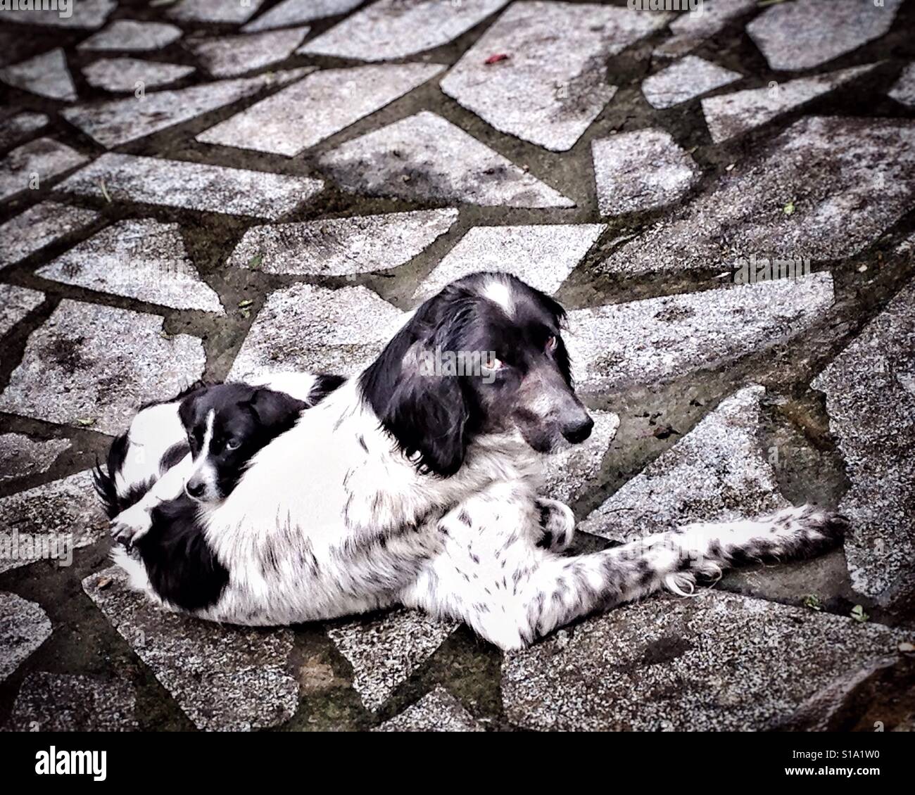 Mama dog with her puppy Stock Photo - Alamy