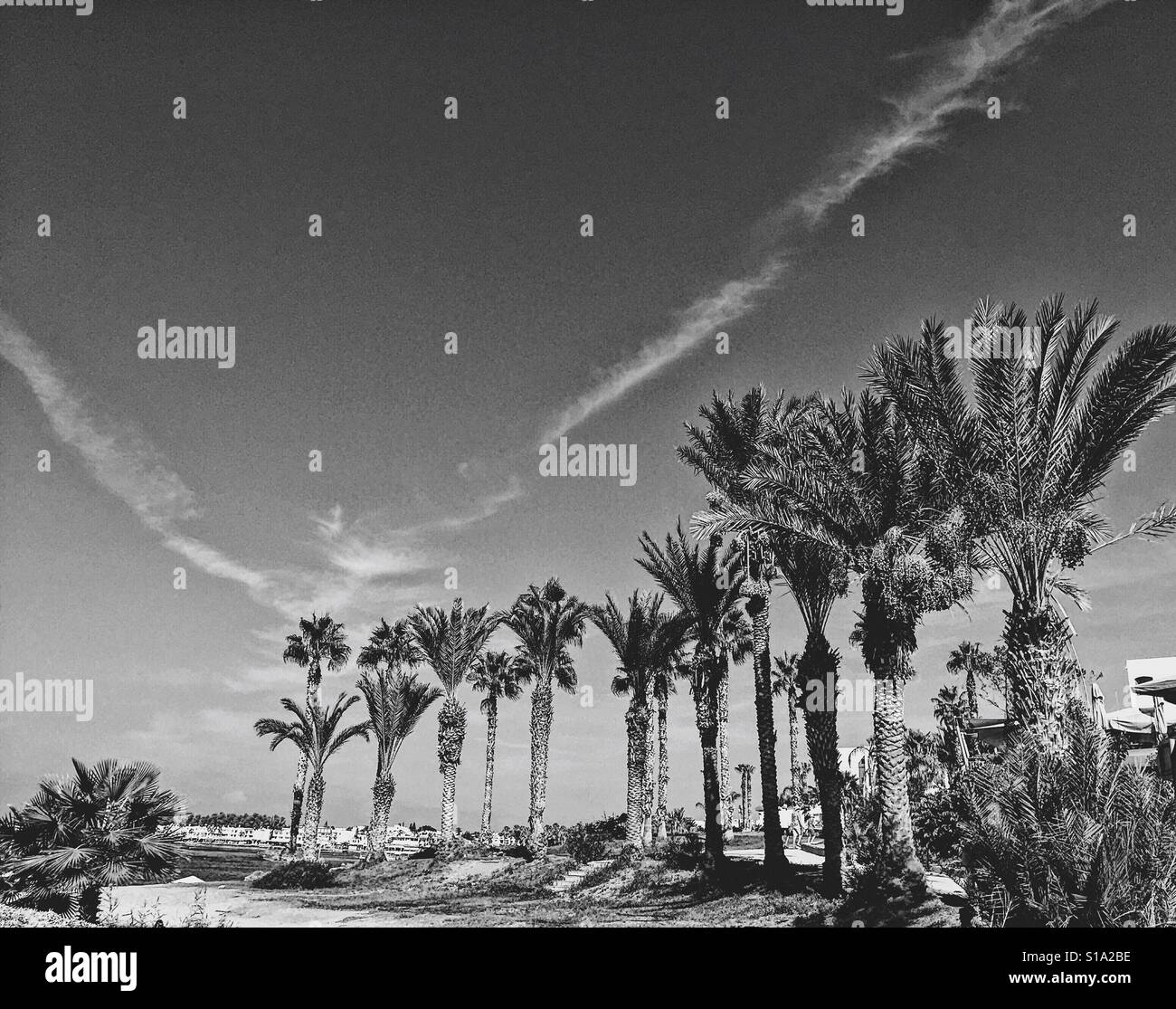 an alley of palm trees on the promenade in Paphos Stock Photo - Alamy