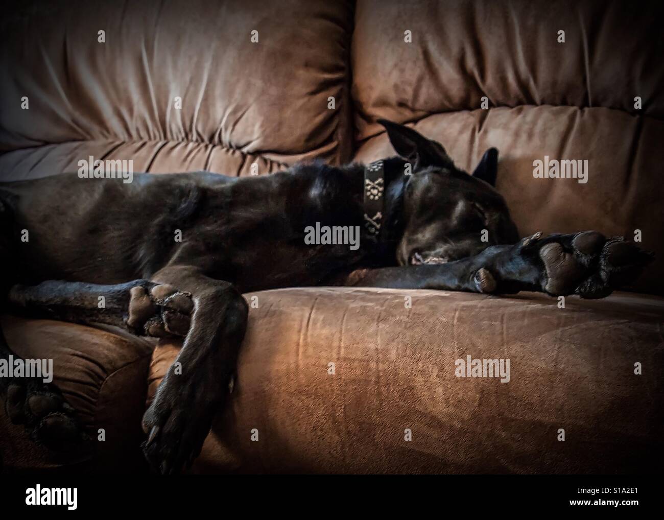 Tangle of dog hi-res stock photography and images - Alamy