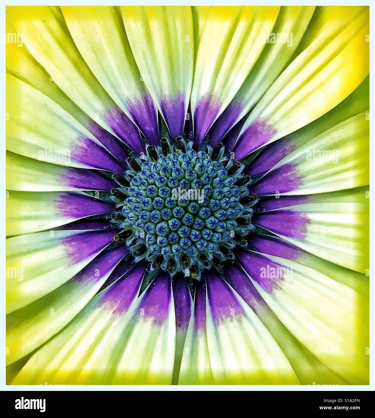 African Cape Daisy close up, Osteospermum ecklonis Stock Photo - Alamy