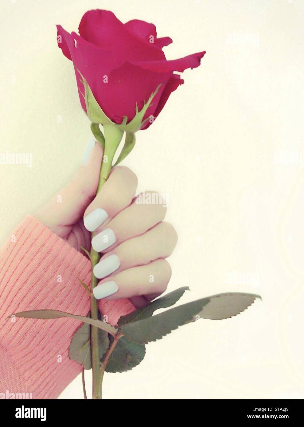 Woman hand holding rose red nails hi-res stock photography and images ...