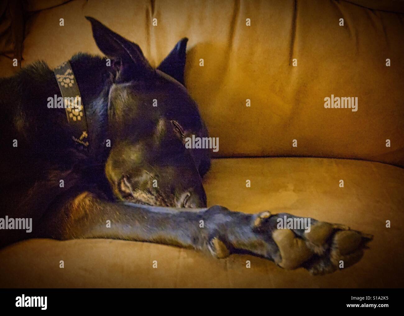 Dog chill hi-res stock photography and images - Alamy