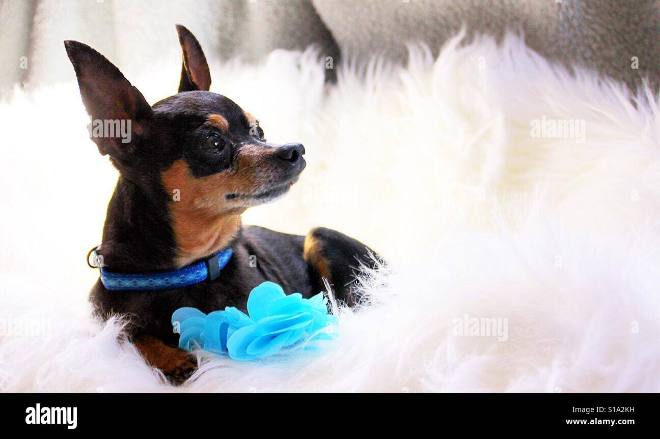 Min pin hi-res stock photography and images - Alamy