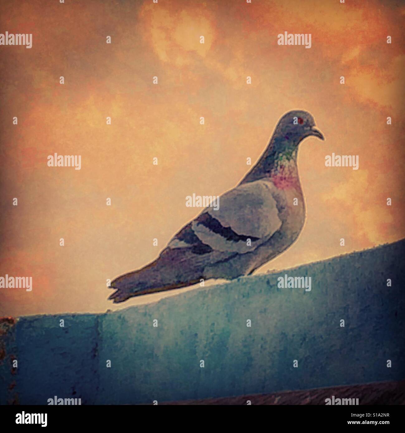 Colourful dove hi-res stock photography and images - Alamy