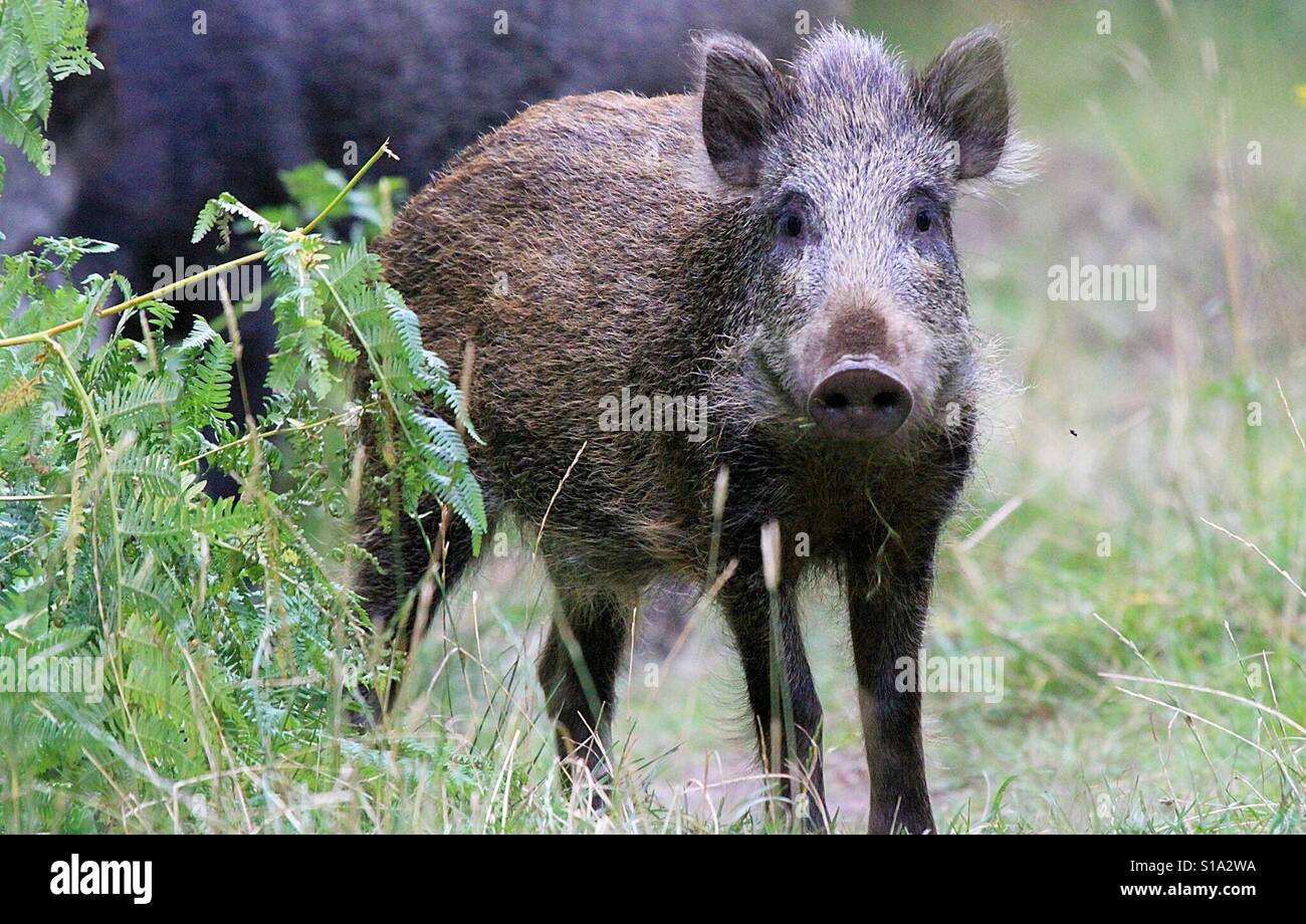 Wild boar humbug hi-res stock photography and images - Alamy