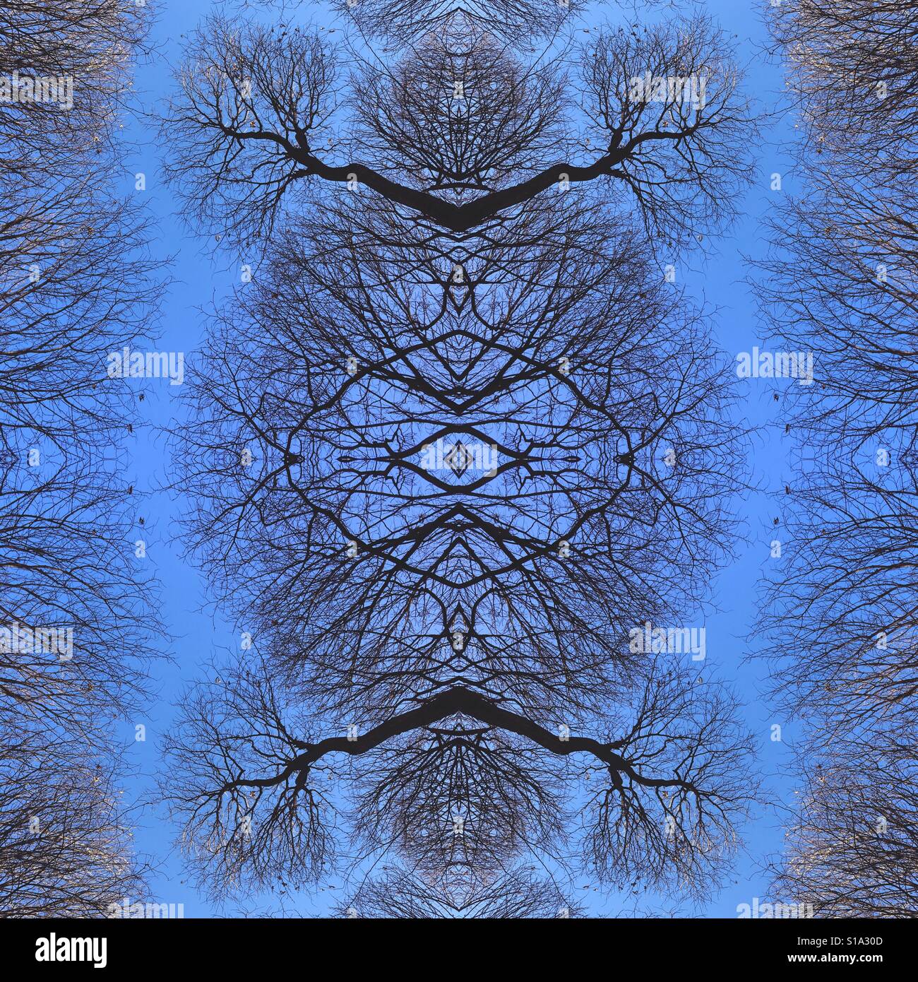 Symmetrical trees hi-res stock photography and images - Alamy