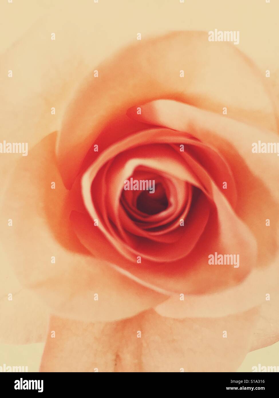 Pastel rose hi-res stock photography and images - Alamy