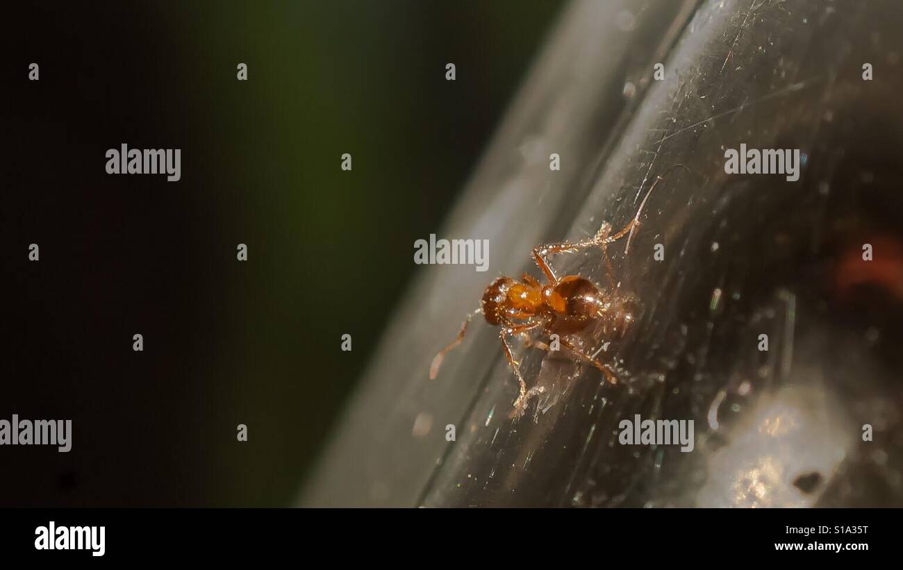 Tiny ant hi-res stock photography and images - Alamy