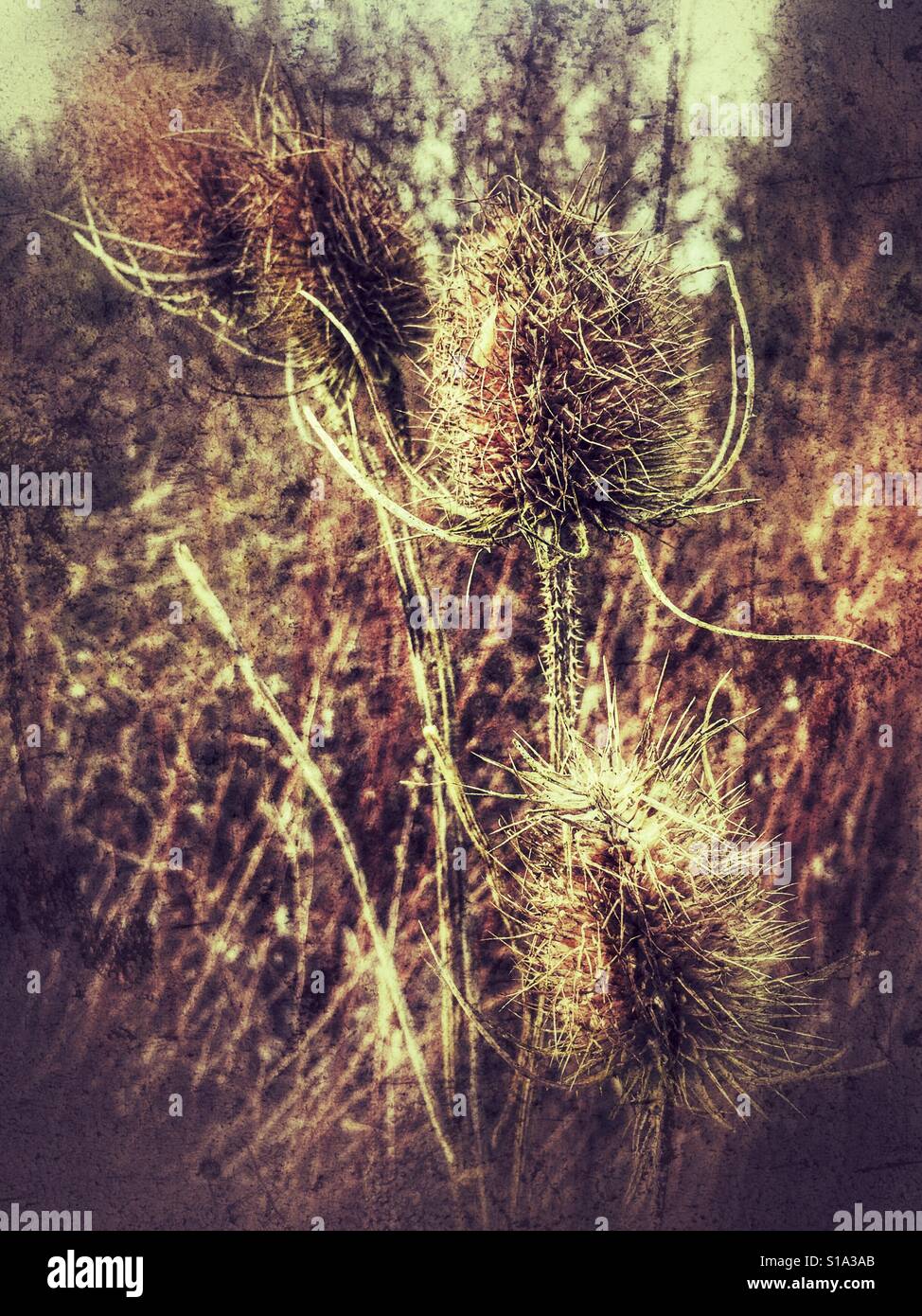 Seed heads hi-res stock photography and images - Alamy