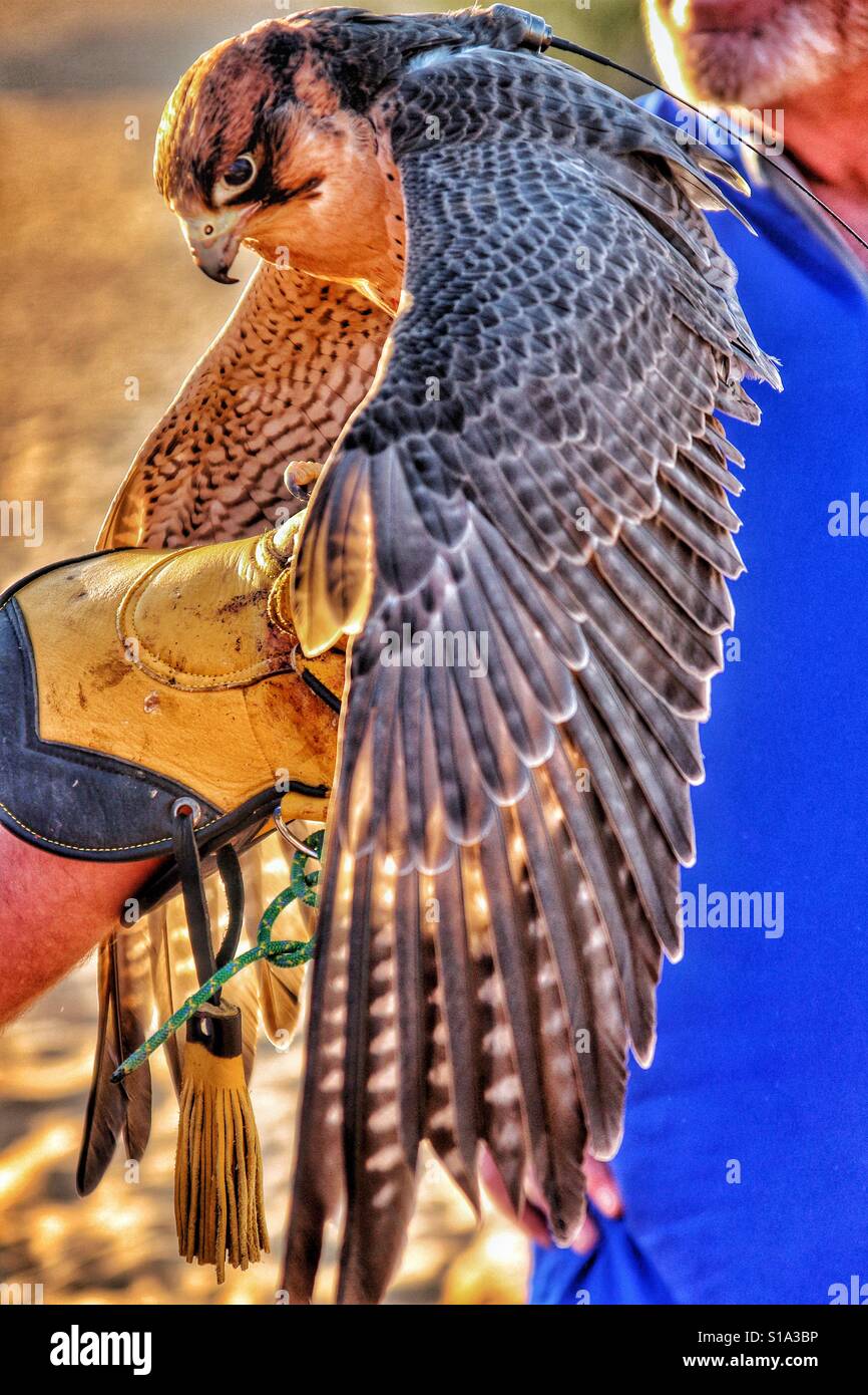 Falconry Dubai High Resolution Stock Photography and Images - Alamy
