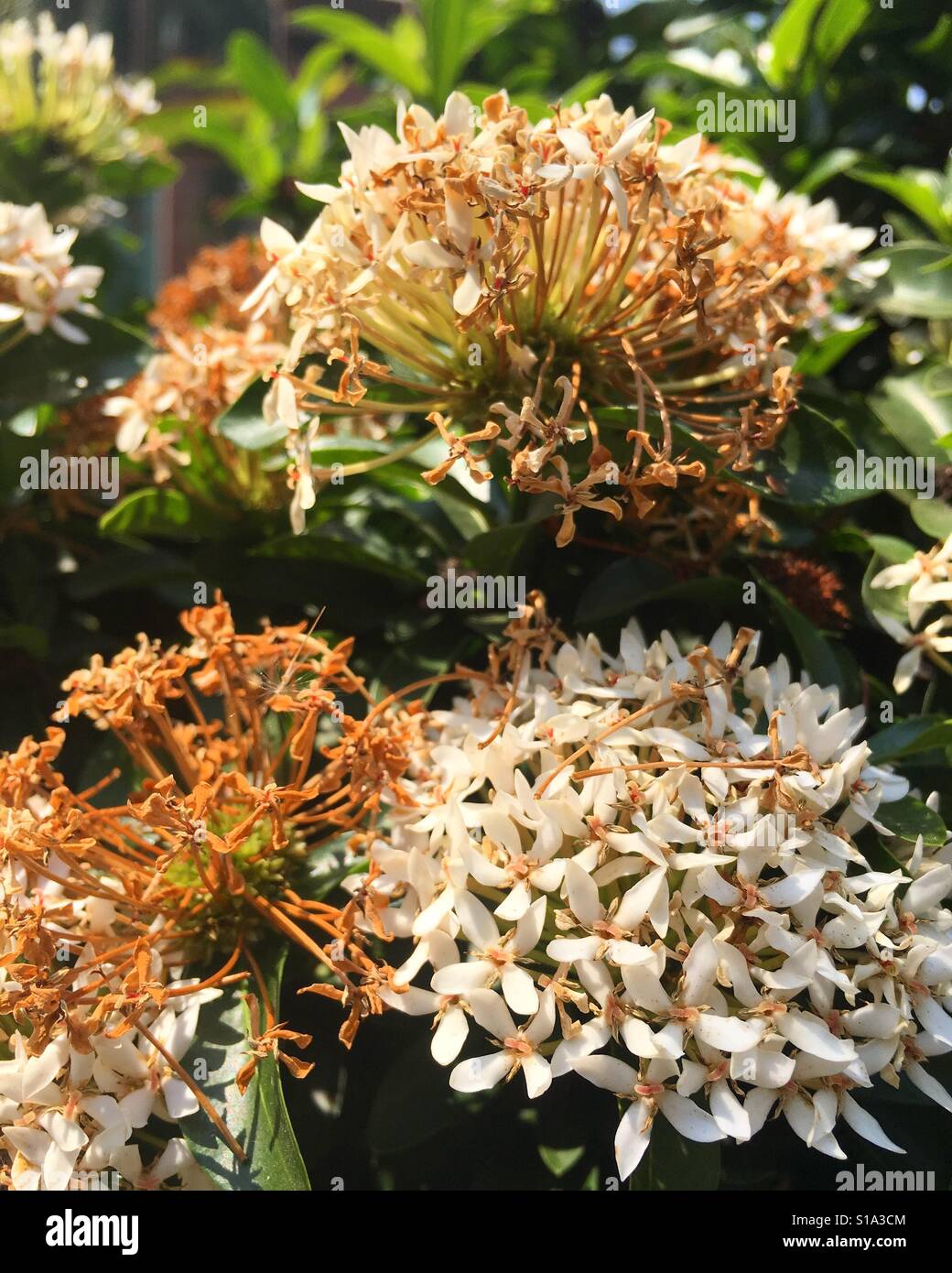 Strew flowers hi-res stock photography and images - Alamy
