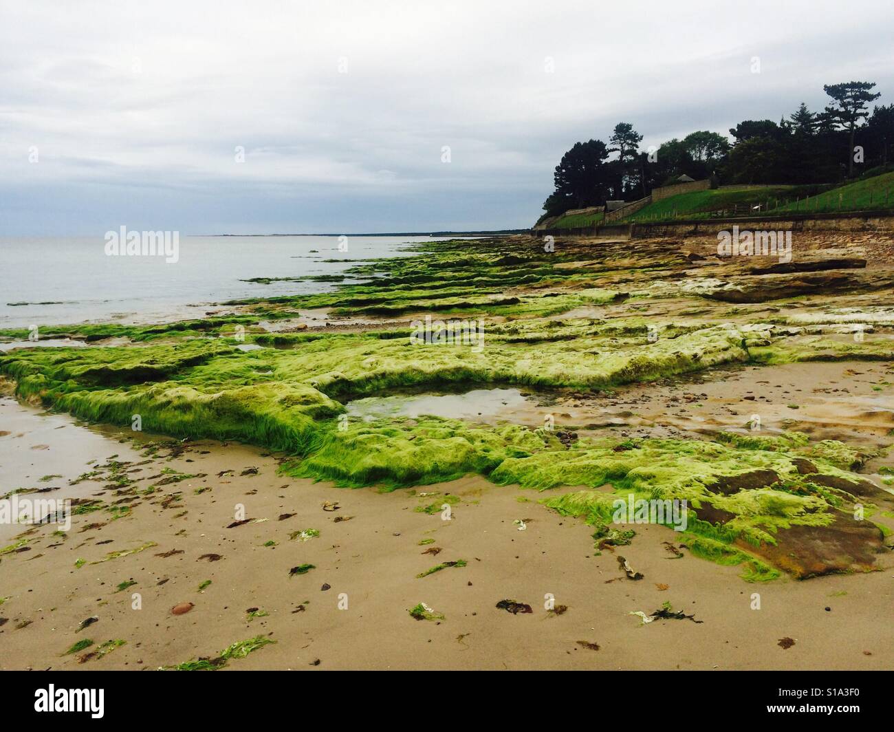Seaweed shoreline hi-res stock photography and images - Alamy