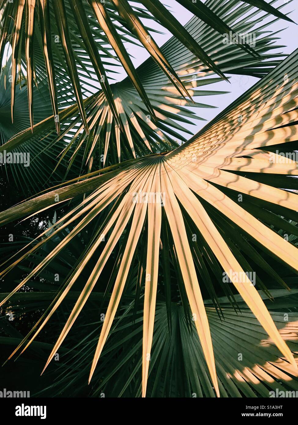 Palm leaves shade hi-res stock photography and images - Alamy