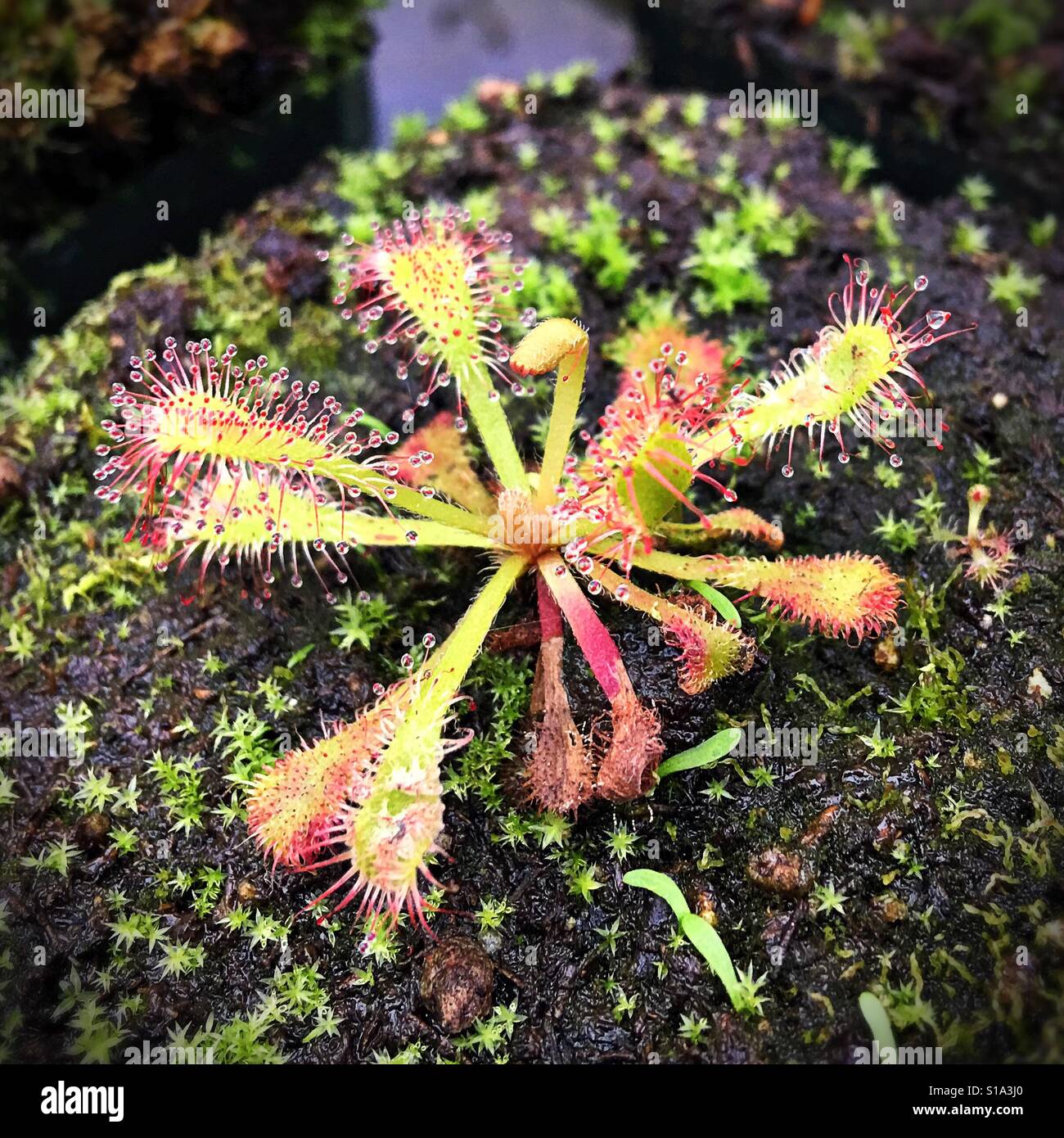 Sundew plant hi-res stock photography and images - Alamy