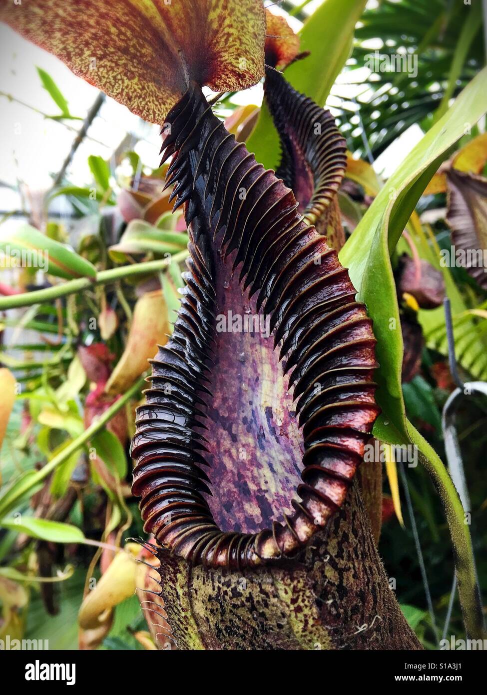 Nepenthes plant hi-res stock photography and images - Alamy