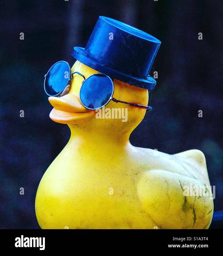 Duck with hat hi-res stock photography and images - Alamy