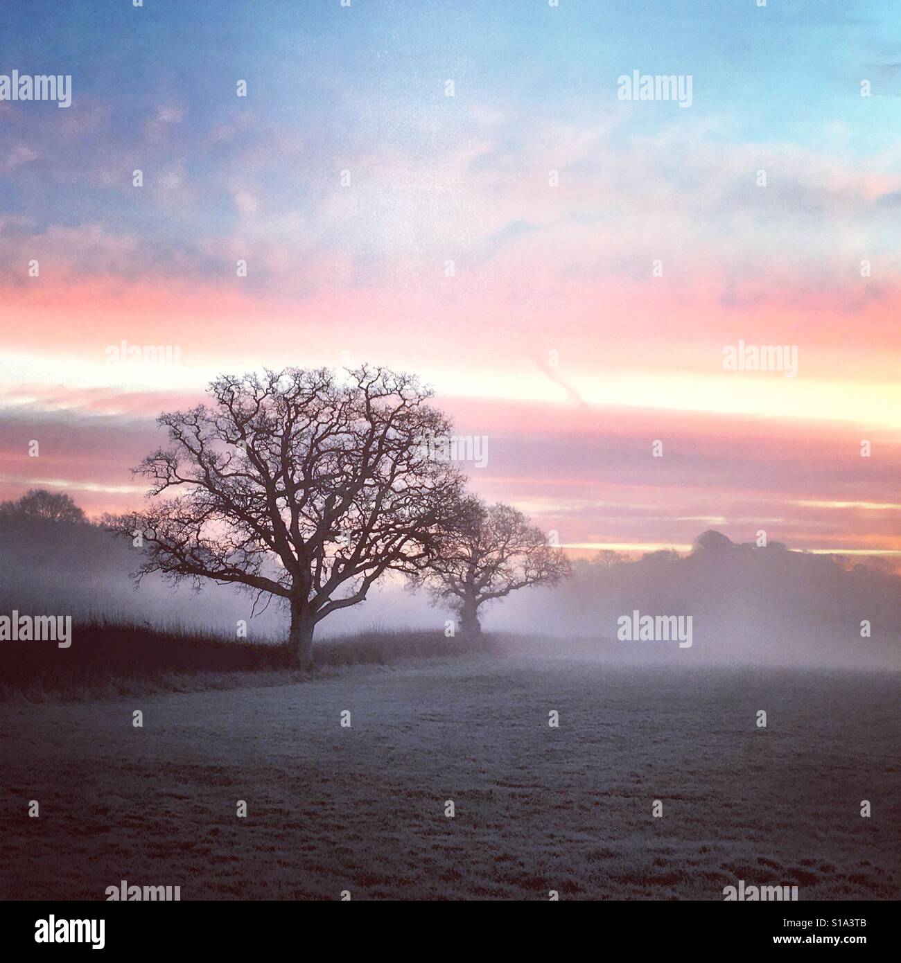 Fog shrouded trees hi-res stock photography and images - Alamy