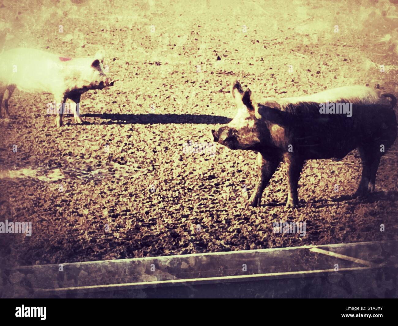Outdoor reared pigs, Sutton Heath, Suffolk, UK Stock Photo - Alamy