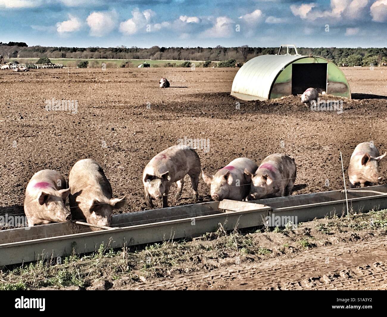 Outdoor reared pigs, Sutton Heath, Suffolk, England Stock Photo - Alamy
