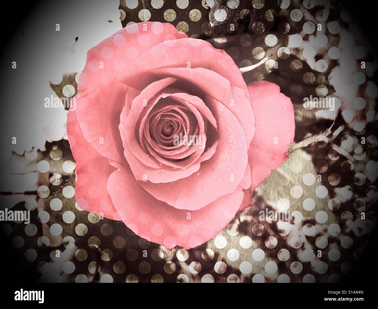 Pink rose on spotted background Stock Photo - Alamy