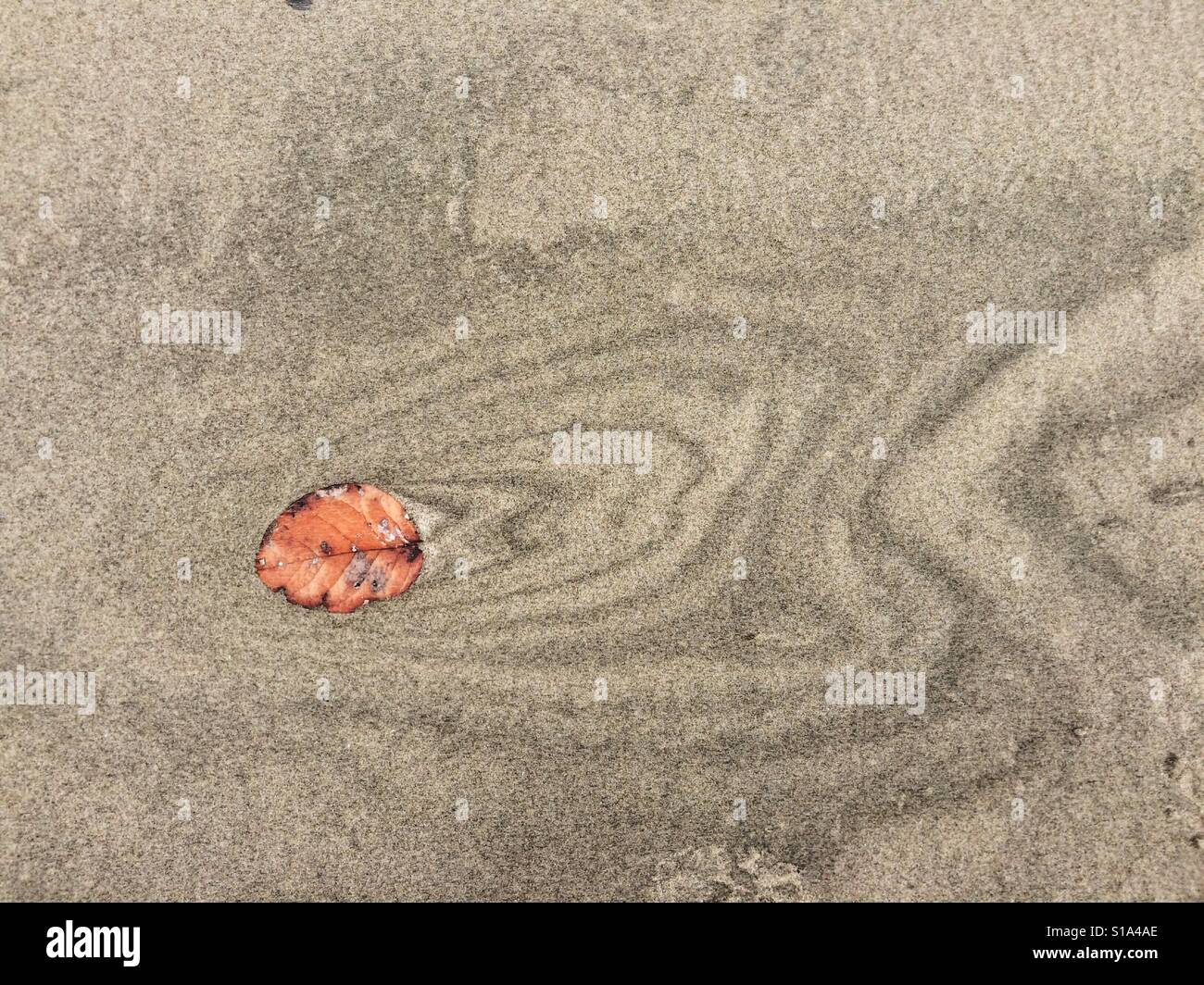 Leaf in the sand hi-res stock photography and images - Alamy