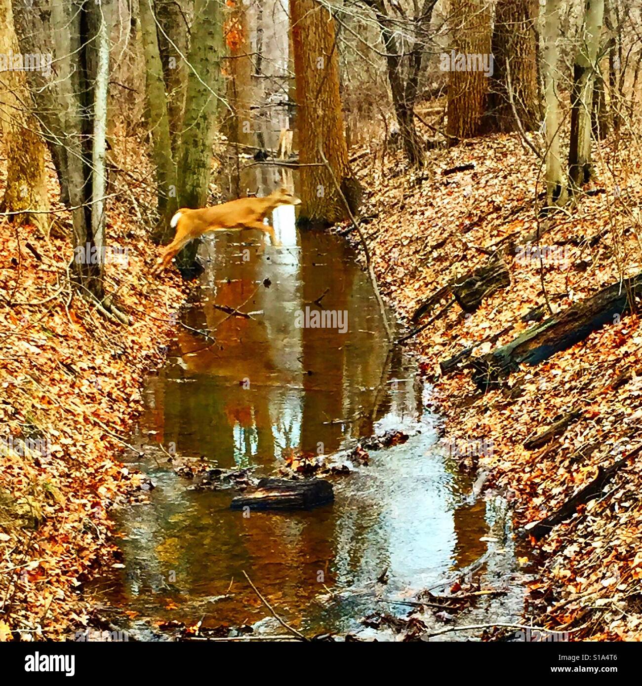 Jumping over trees hi-res stock photography and images - Alamy