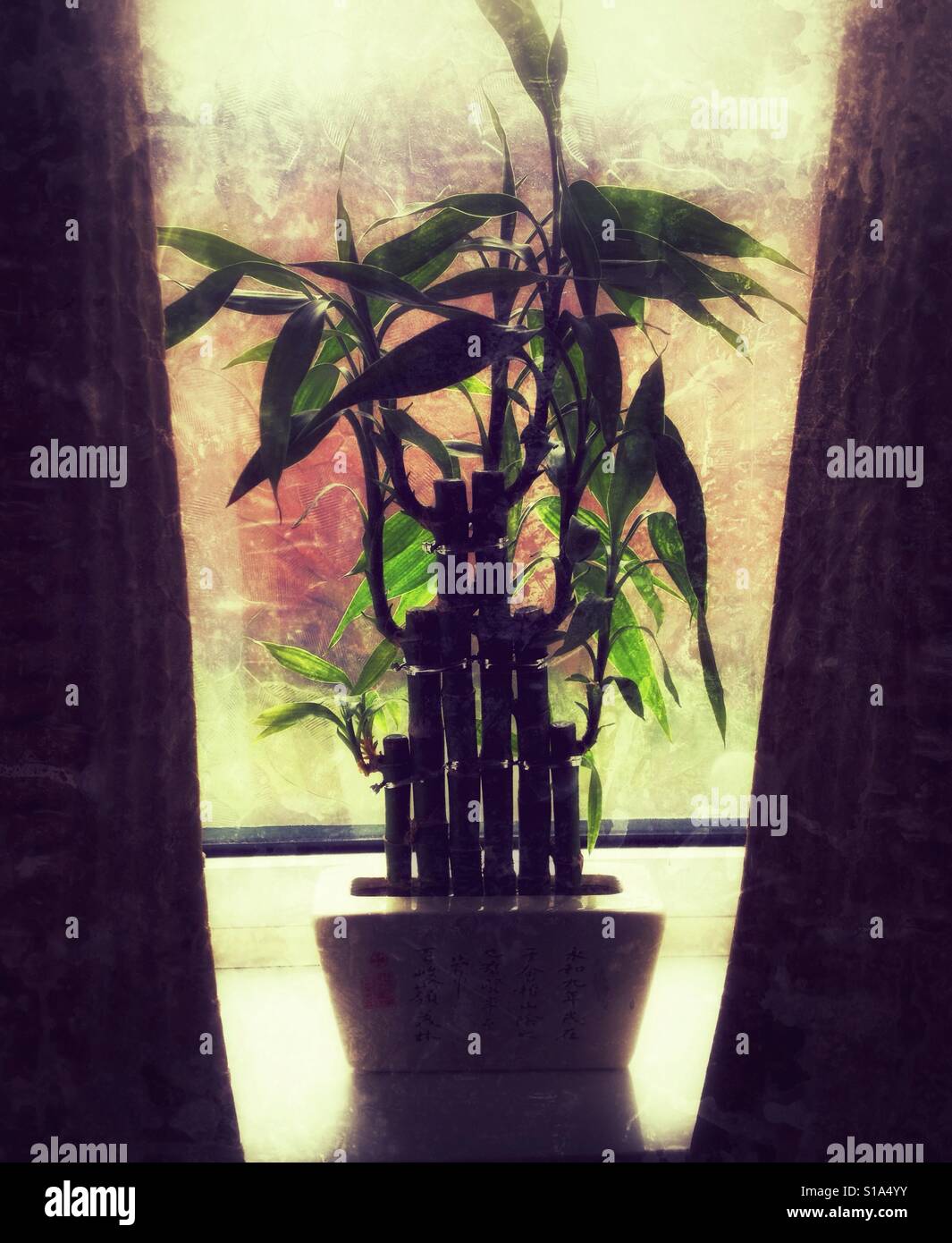 Bamboo plant on windowsill Stock Photo - Alamy