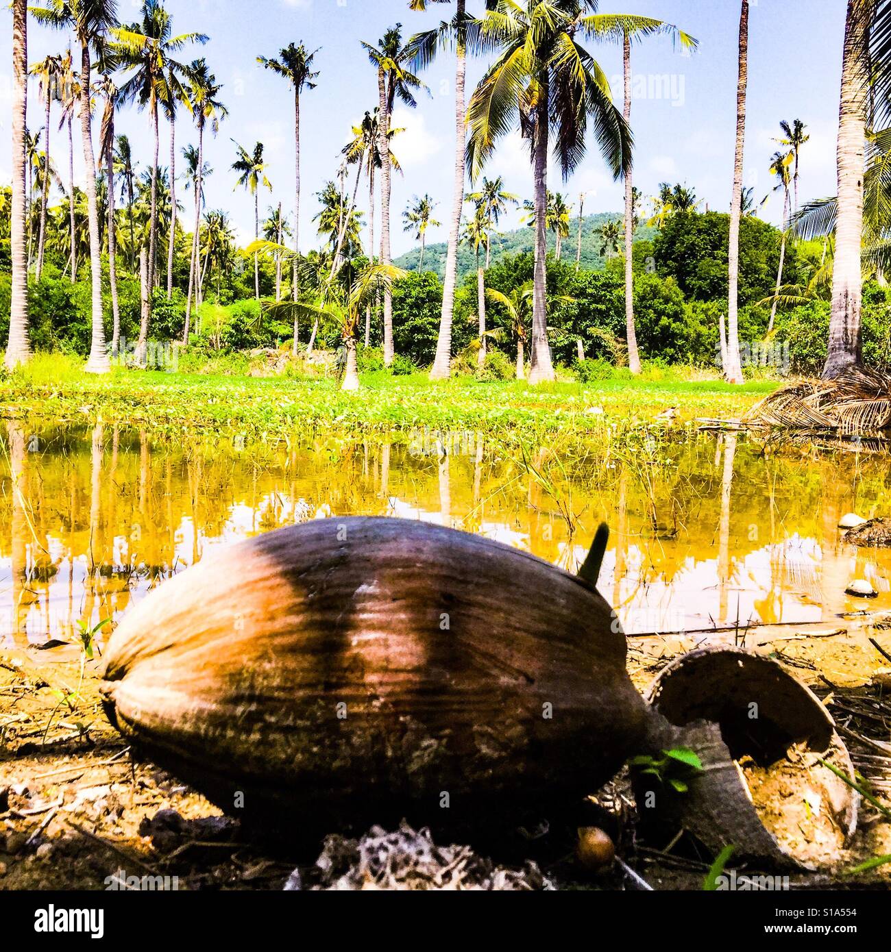 Coconut garden with animals hi-res stock photography and images - Alamy