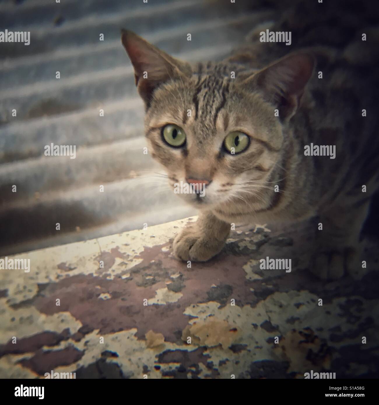Cat Blur High Resolution Stock Photography and Images - Alamy
