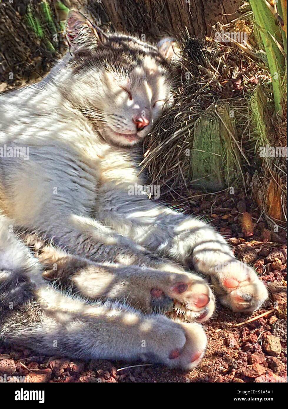 (deep) sleeping cat! Stock Photo - Alamy