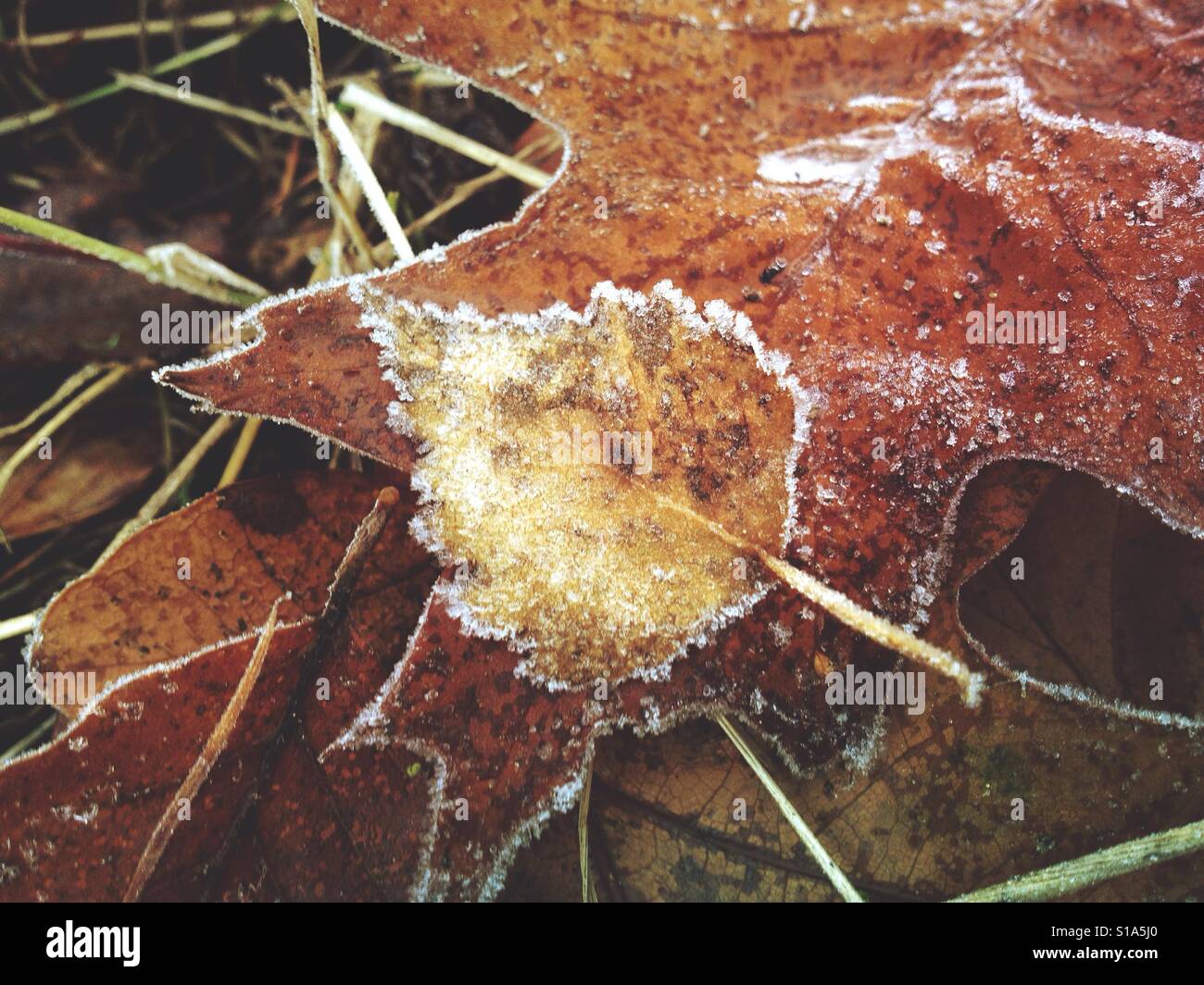 Golden frosty autumn leaves hi-res stock photography and images - Alamy