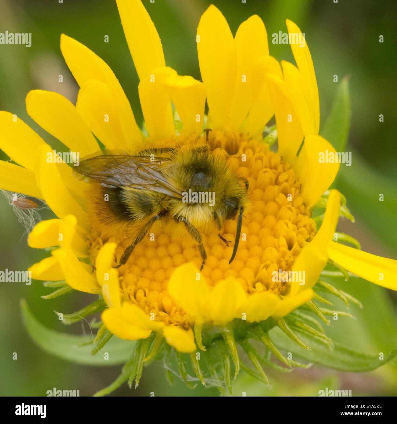 Bumblebee insect pollination hi-res stock photography and images - Alamy