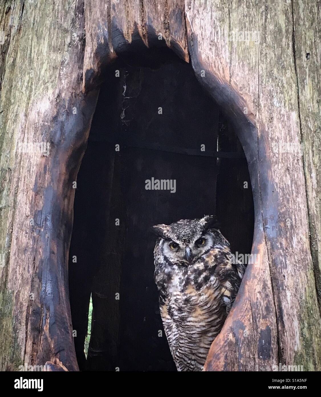 Great Horned Owl perched inside a tree at the Capilano Suspension ...