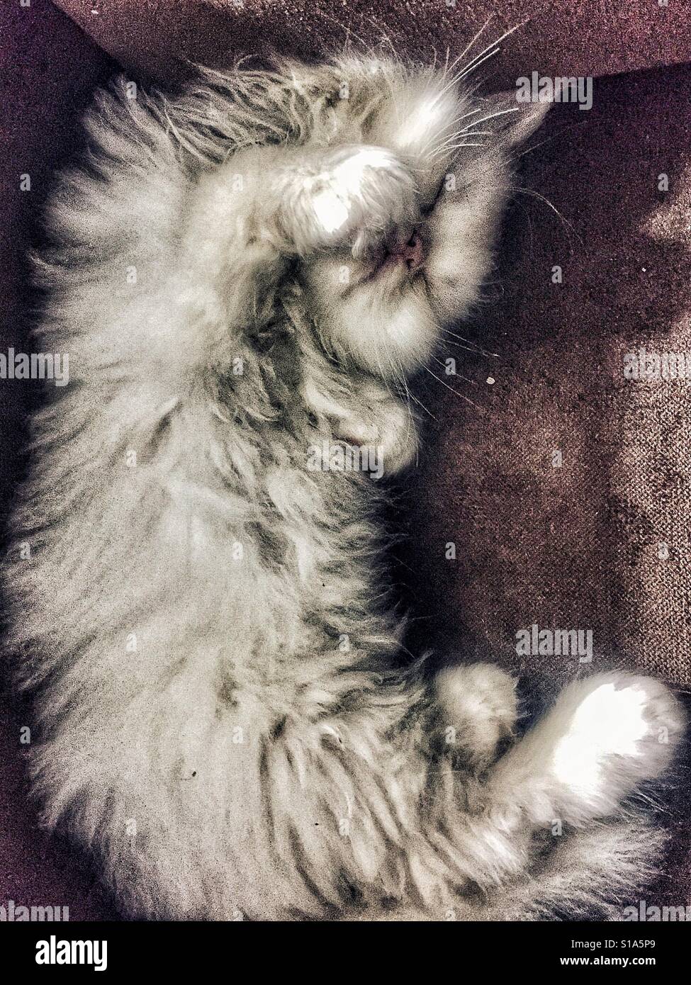 Sleeping white kitten Stock Photo - Alamy