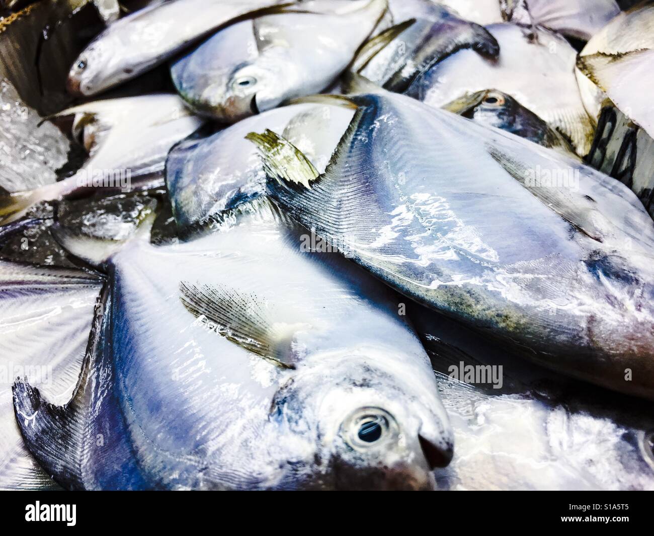 Pattern and texture. Raw fish background concept Stock Photo - Alamy