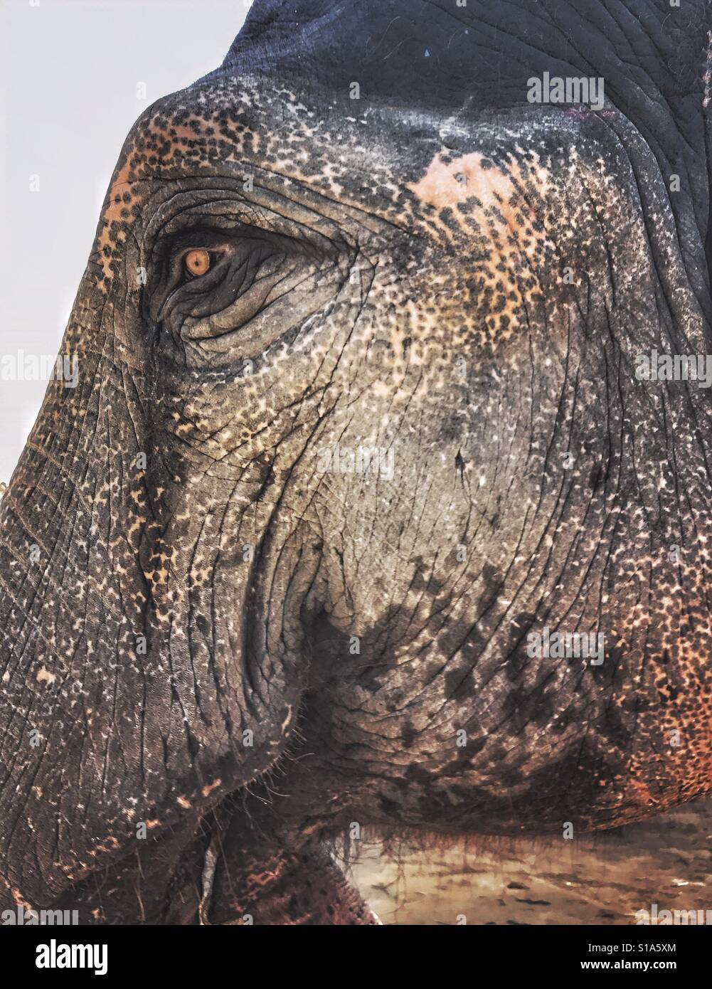 Close up of elephant face Stock Photo - Alamy