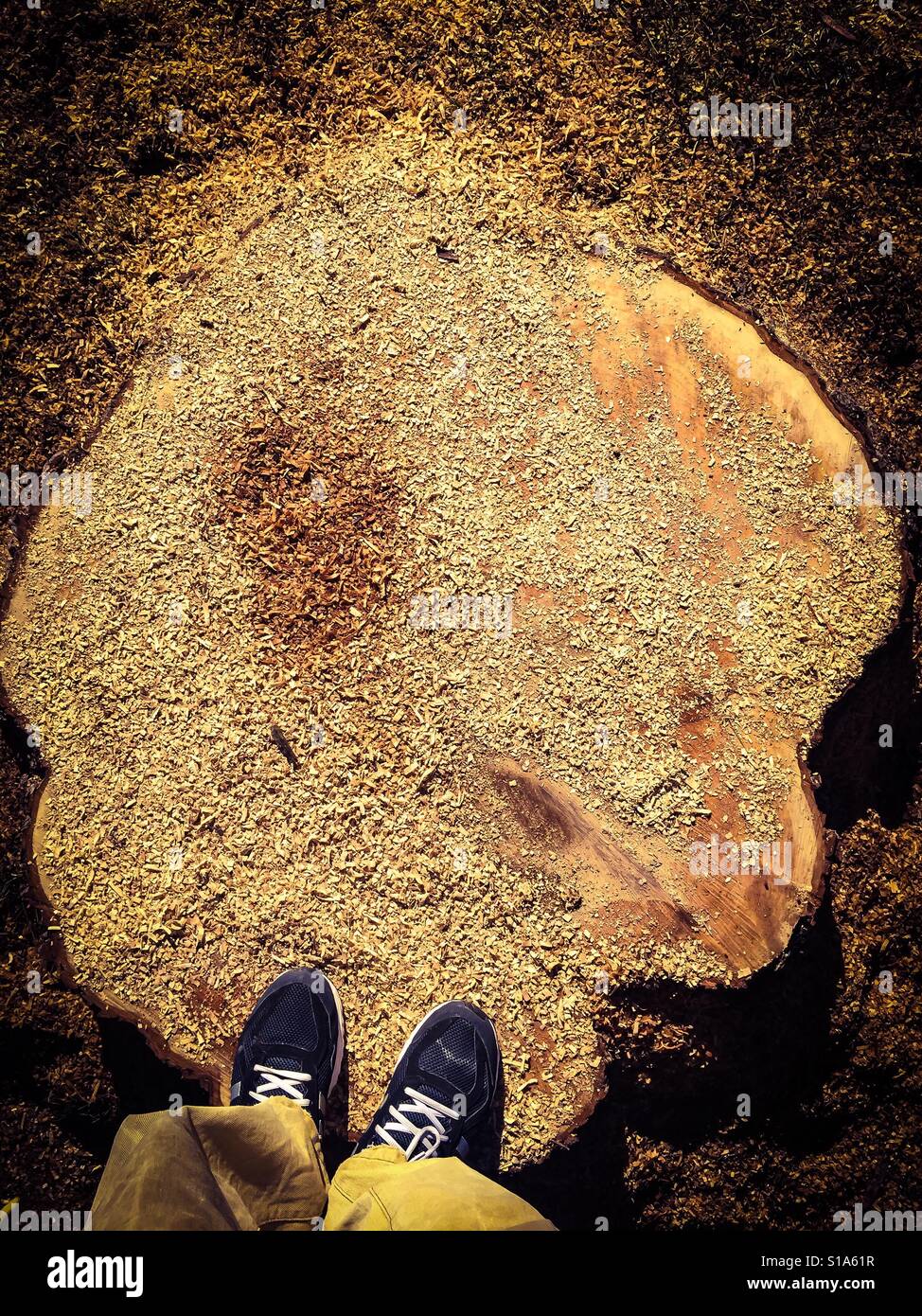 Large tree base Stock Photo - Alamy
