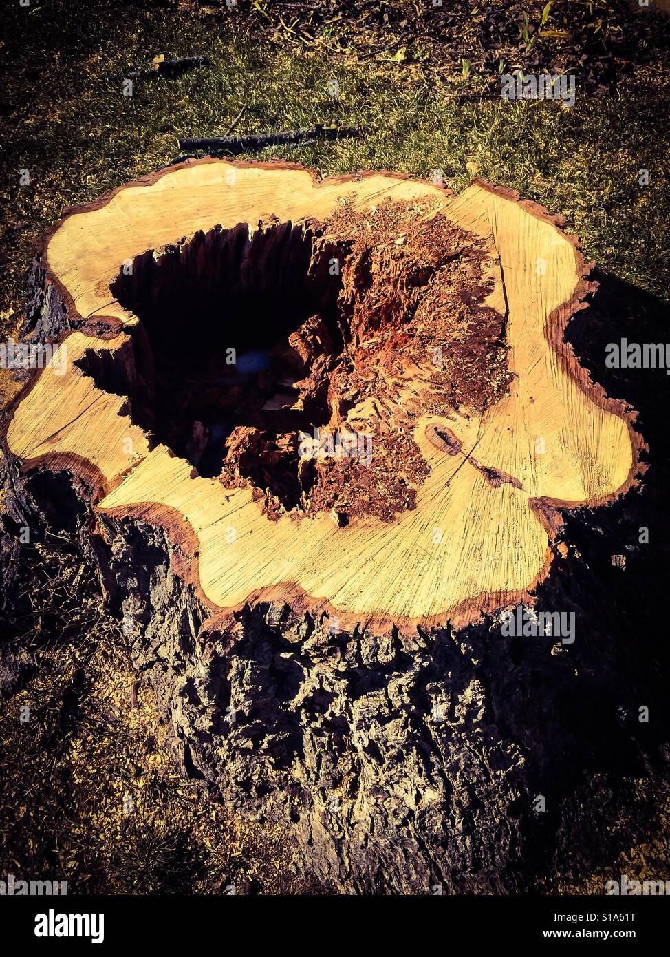 Hardwood insects hi-res stock photography and images - Alamy