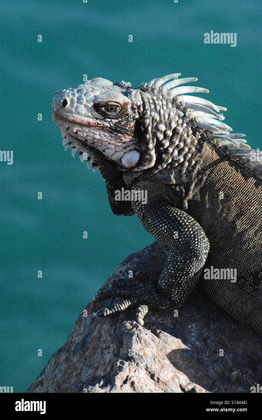 Waterfront iguana hi-res stock photography and images - Alamy