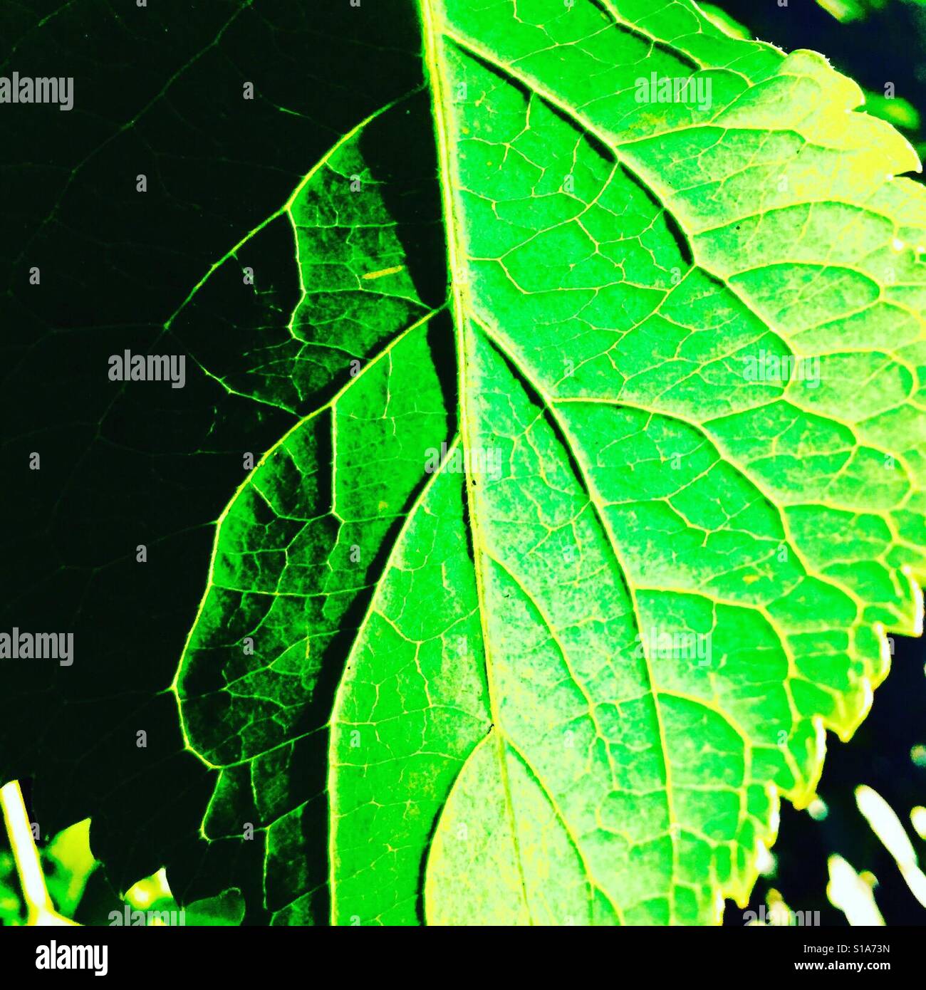 Double sided leaf hi-res stock photography and images - Alamy