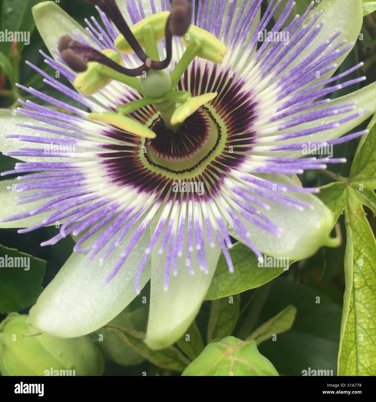 Exotic flower hi-res stock photography and images - Alamy