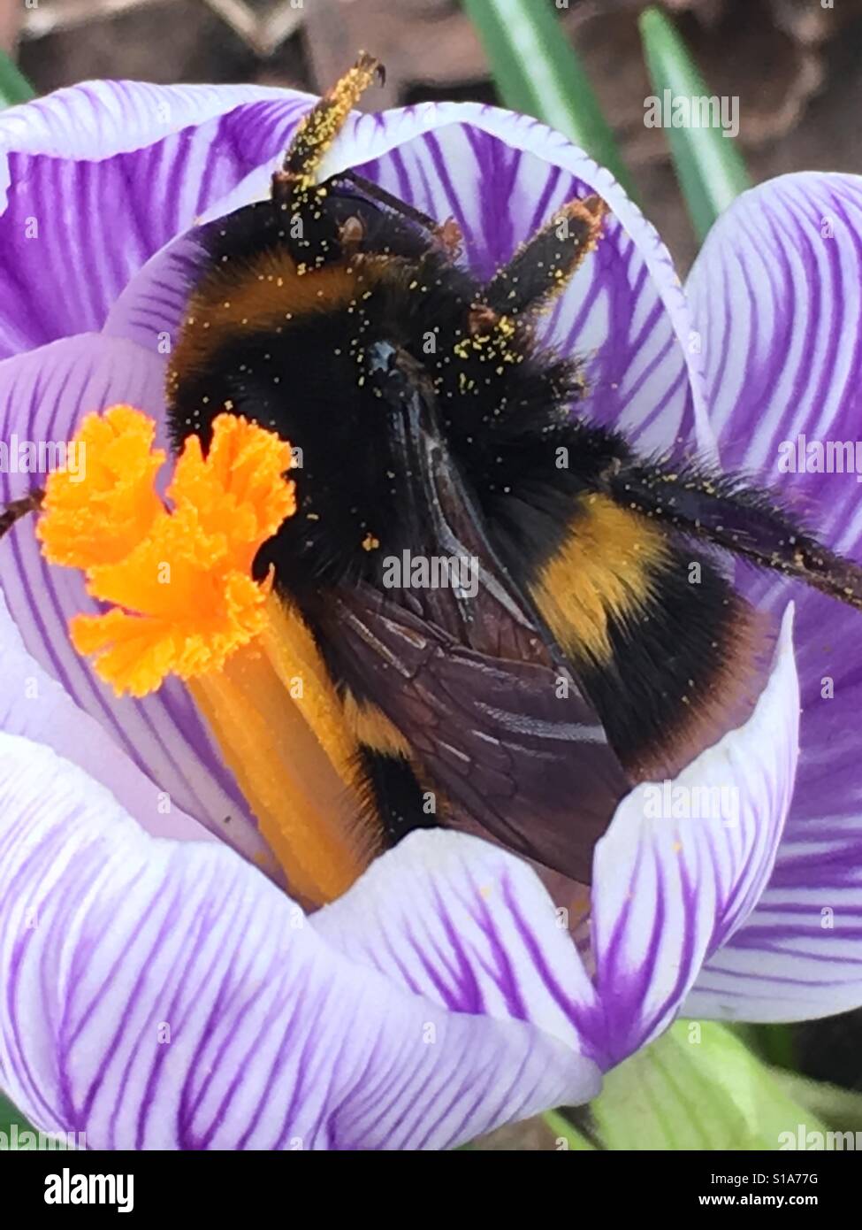 Bumble bee collecting pollen from flower Stock Photo - Alamy