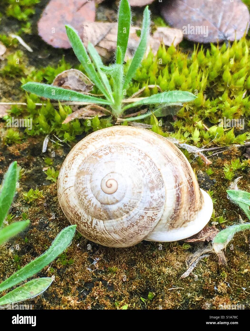 A gorgeous tortoise snail shell in a lush natural green setting Stock ...