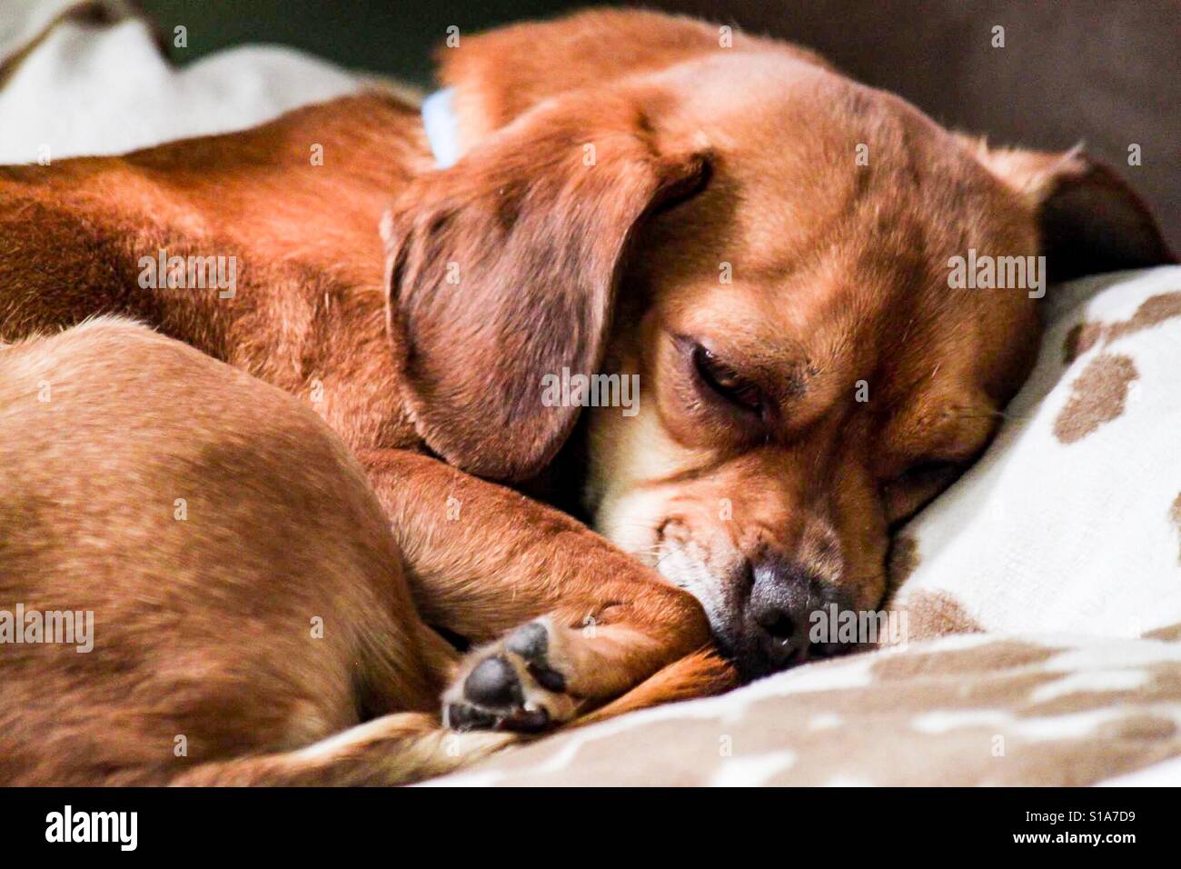 Puggle sleeping hi-res stock photography and images - Alamy