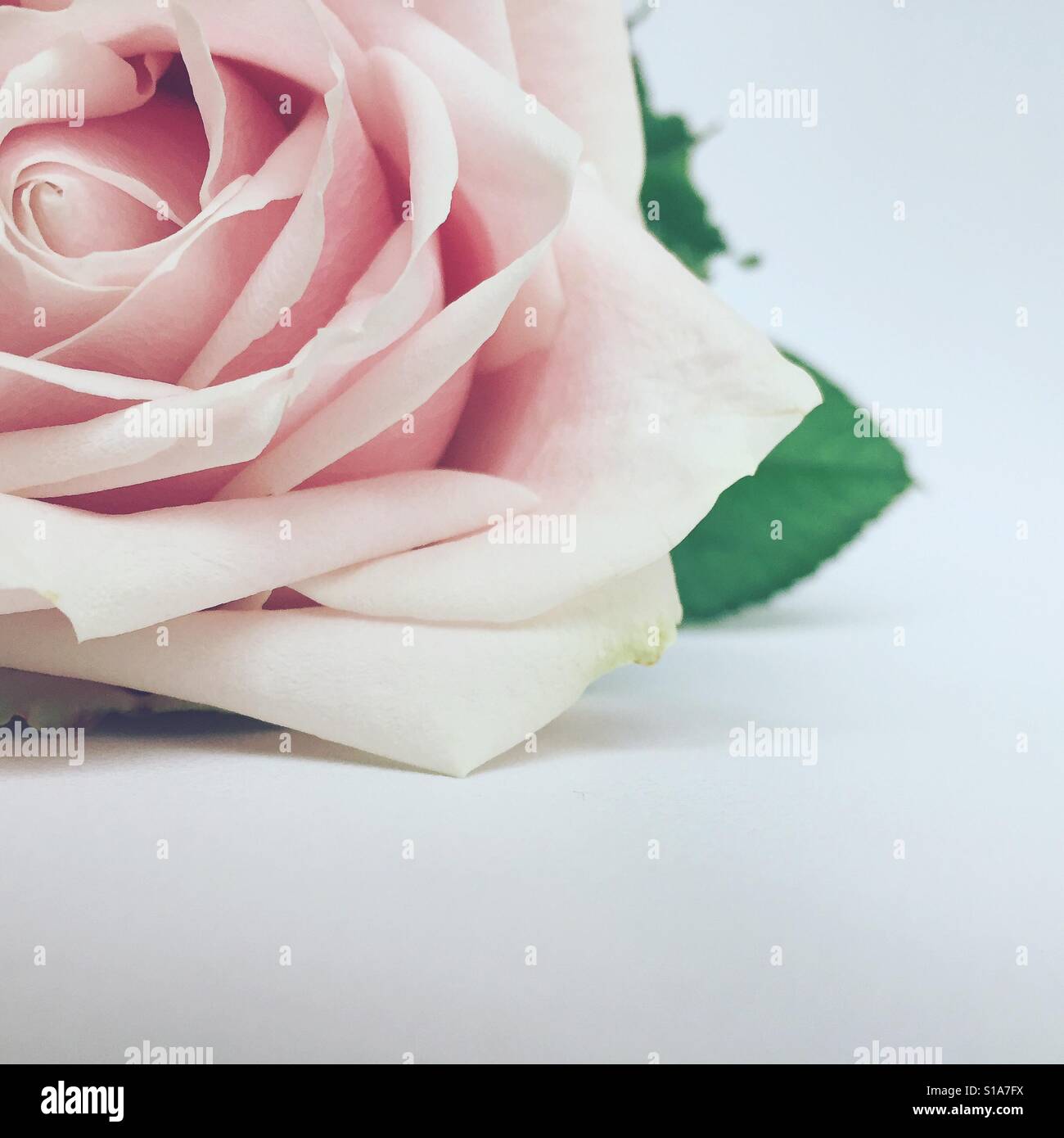 Pale pink rose hi-res stock photography and images - Alamy